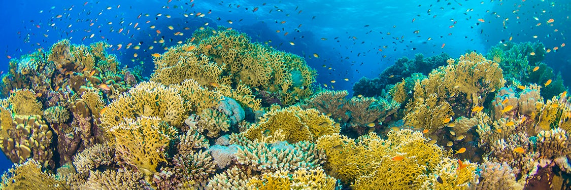 Cruises visiting Osprey Reef 2025-2026 | Osprey Reef Cruises visiting ...