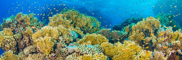 Cruises visiting Osprey Reef 2025-2026 | Osprey Reef Cruises visiting ...