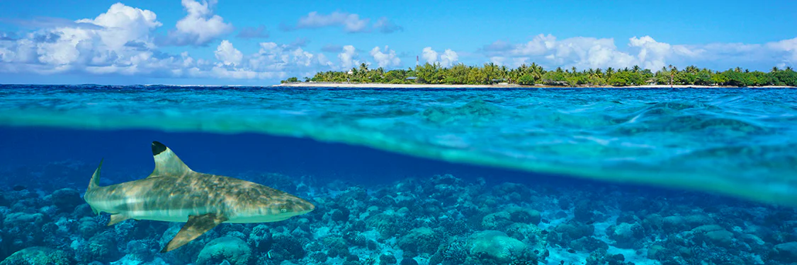 Cruises visiting Rangiroa 2025-2026 | Rangiroa Cruises visiting $188/day